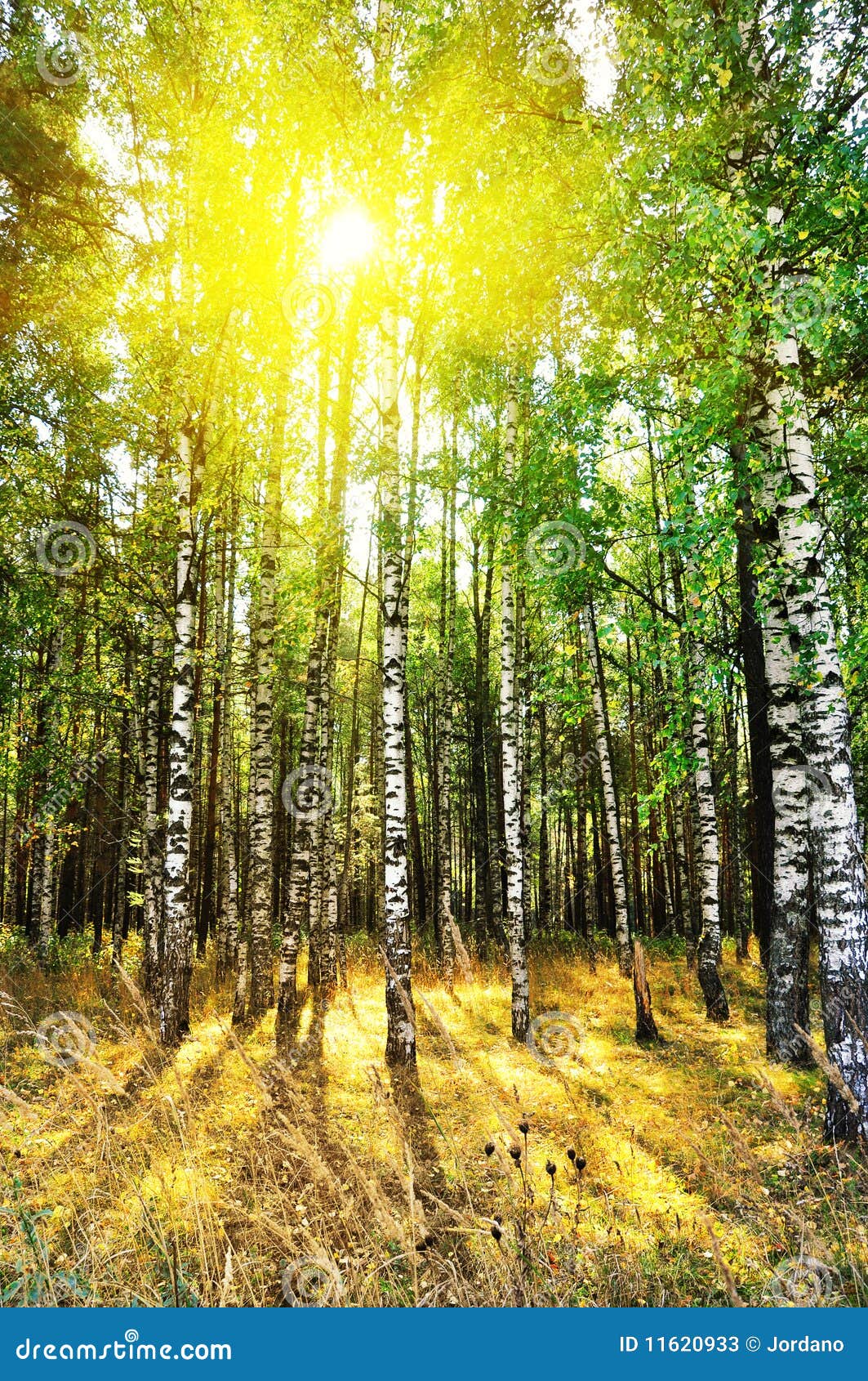 Birch trees in forest stock image. Image of grass, light - 11620933
