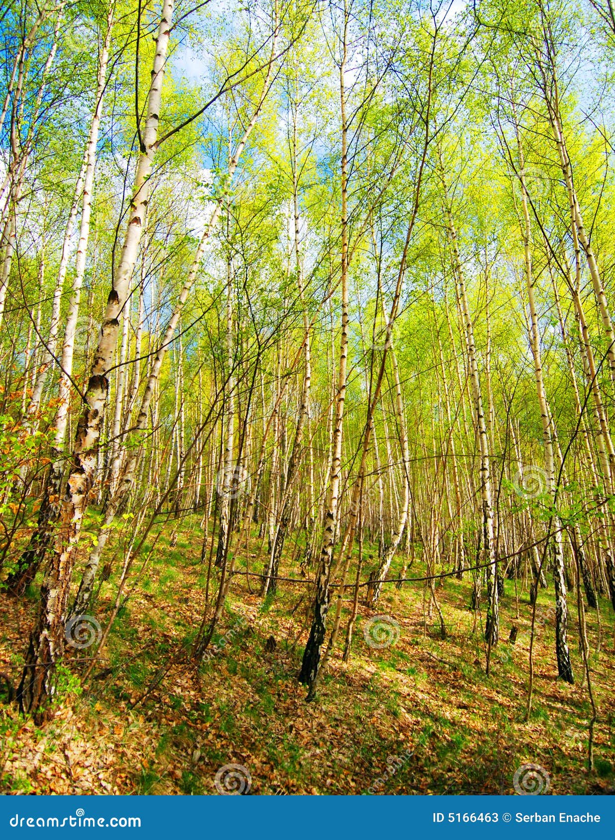 Birch trees forest stock image. Image of nature, trees - 5166463