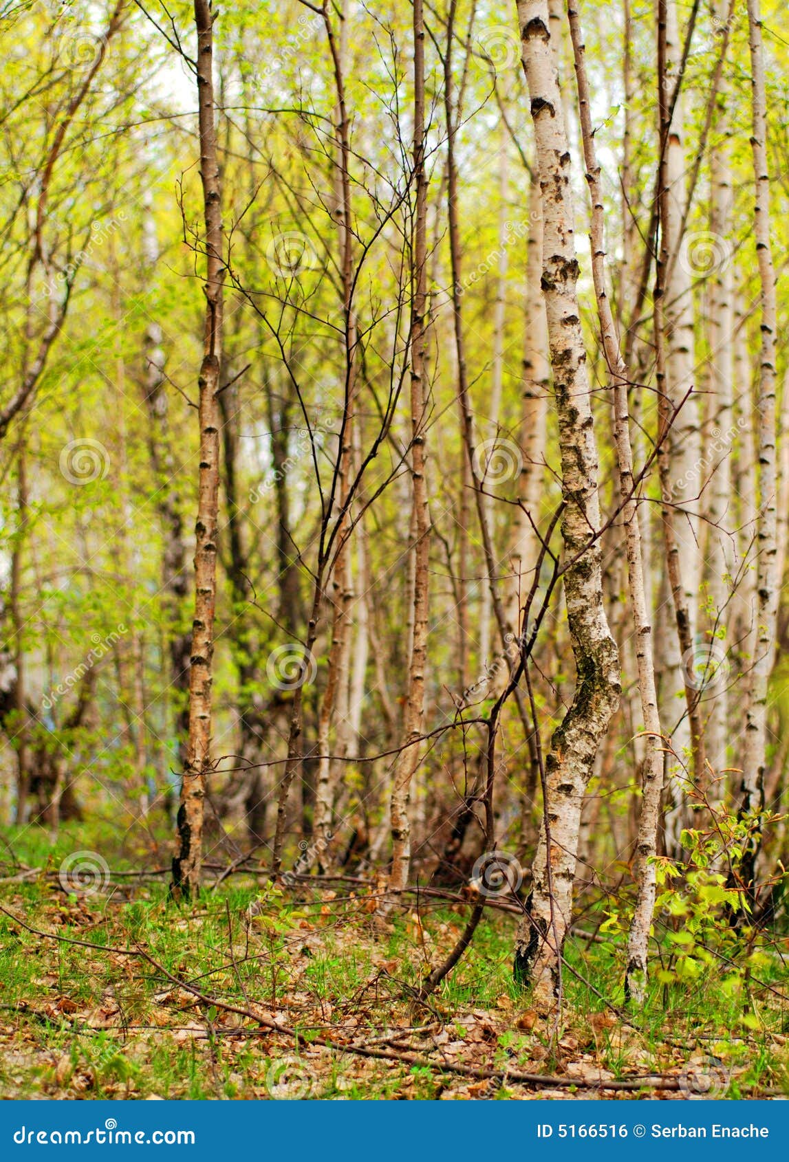 Birch trees forest stock photo. Image of flora, leaves - 5166516