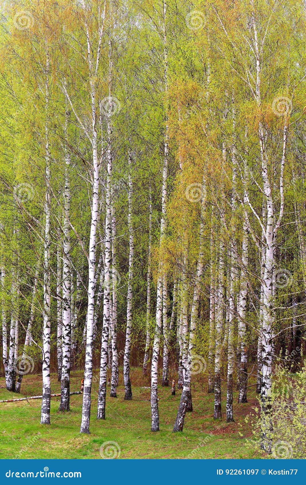 Birch trees in a forest stock image. Image of design - 92261097
