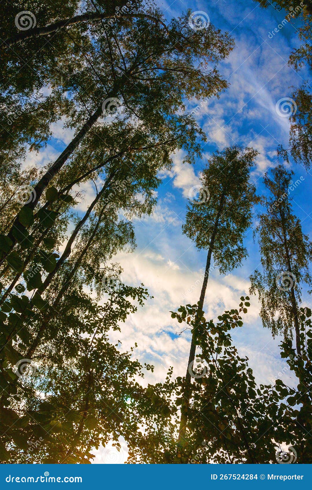 Birch Trees Forest Landscape Bottom View Stock Photo - Image of foliage ...