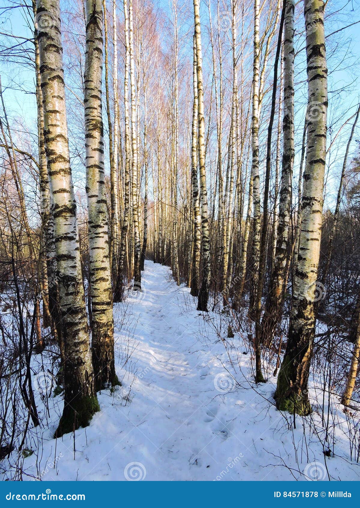 Birch Trees Forest, Lithuania Stock Photo - Image of view, aukstumalos ...