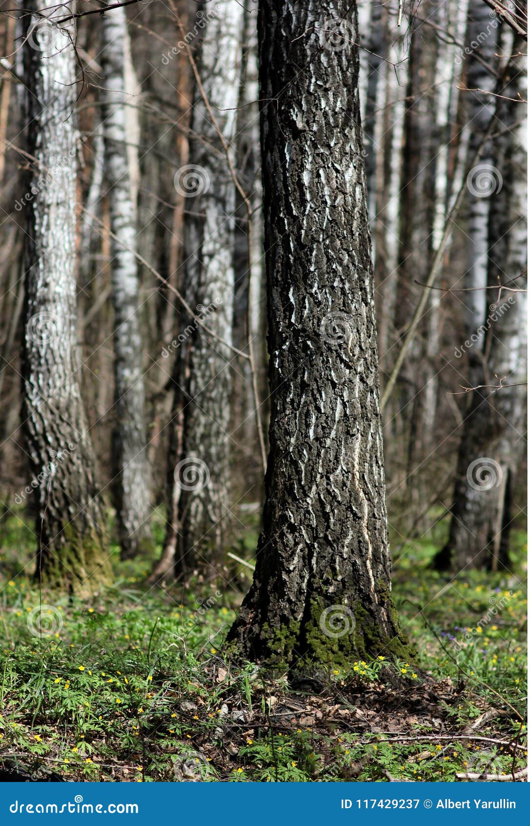 Birch Trees in the Forest in May Stock Image - Image of leaves, plant ...