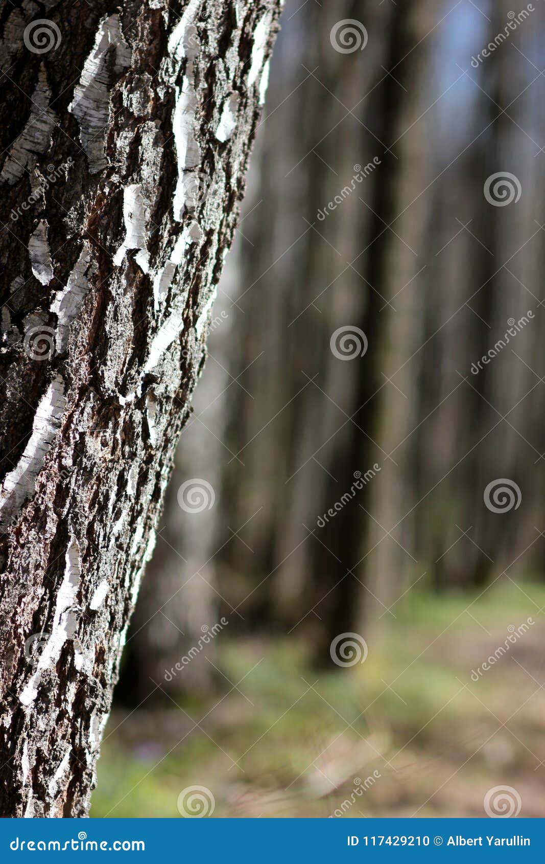 Birch Trees in the Forest in May Stock Photo - Image of tones ...