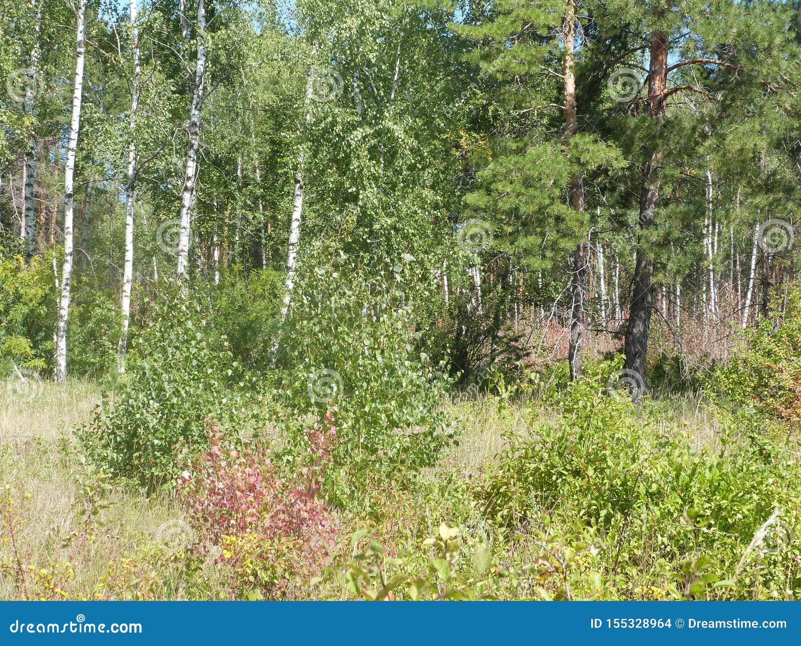 Birch Grove in the Forest Thicket Stock Photo - Image of scoops, lush ...