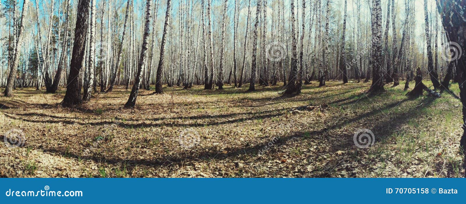 Birch Trees Forest Panorama View Stock Photo - Image of outdoor ...