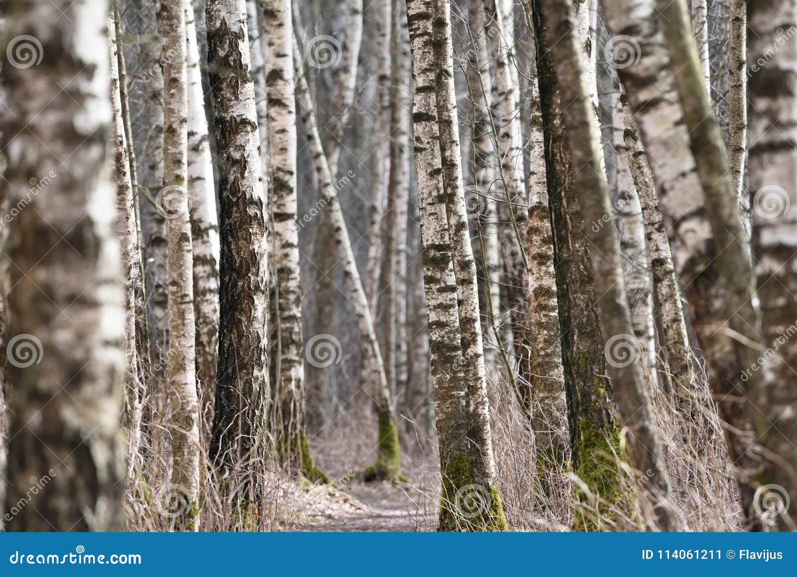 Birch Trees Forest at Spring Stock Image - Image of stem, nature: 114061211