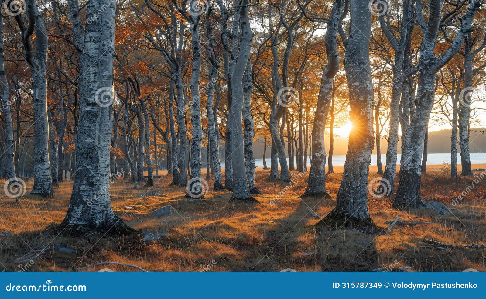 Birch Trees in the Forest at Sunset Stock Image - Image of generated ...