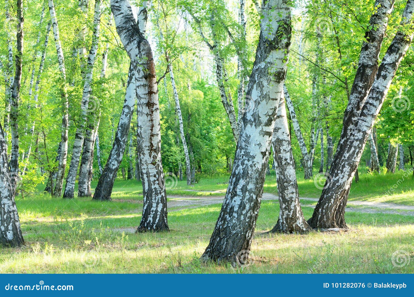 Birch Trees, Forest Trail, Summer Stock Photo - Image of grass, outdoor ...