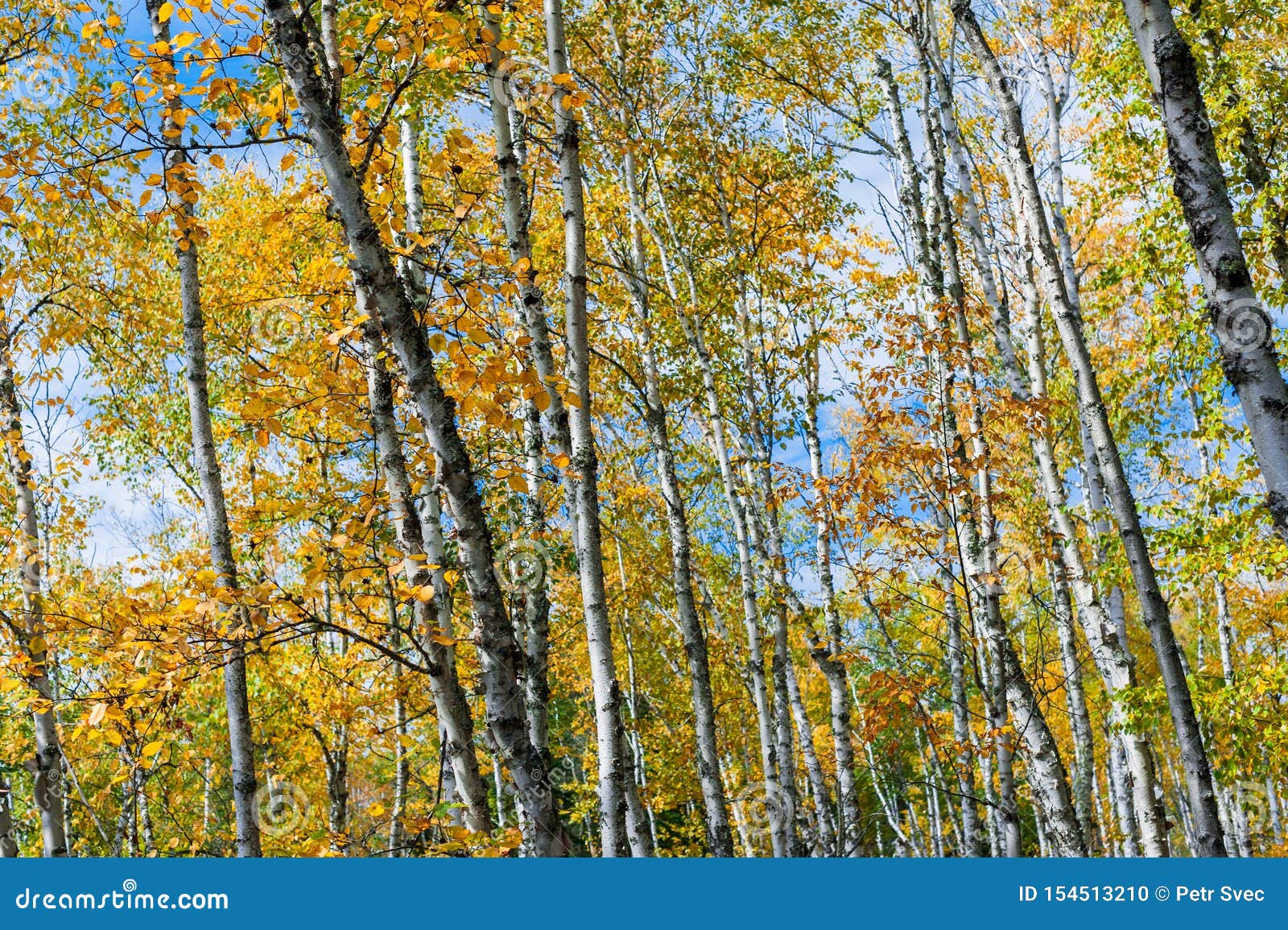 Birch Tree Forest in Fall stock photo. Image of trek - 154513210