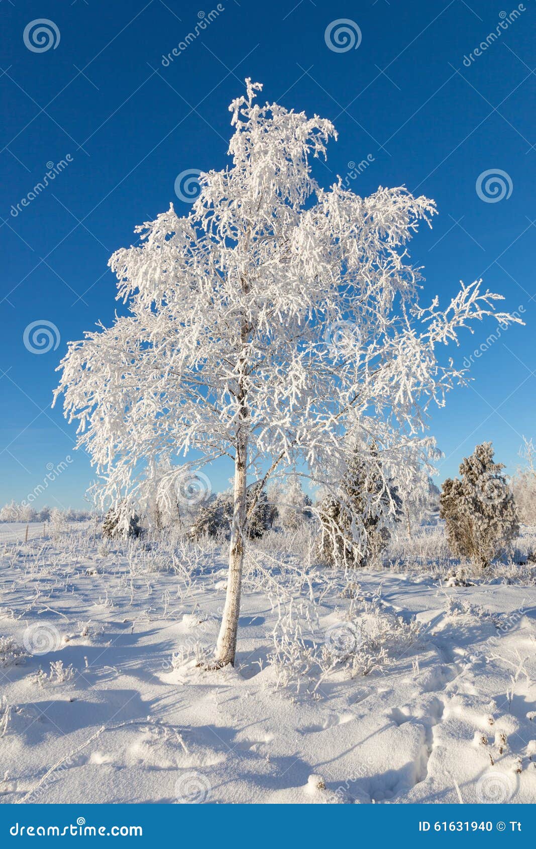 Birch trees stock photo. Image of calm, cold, country - 61631940