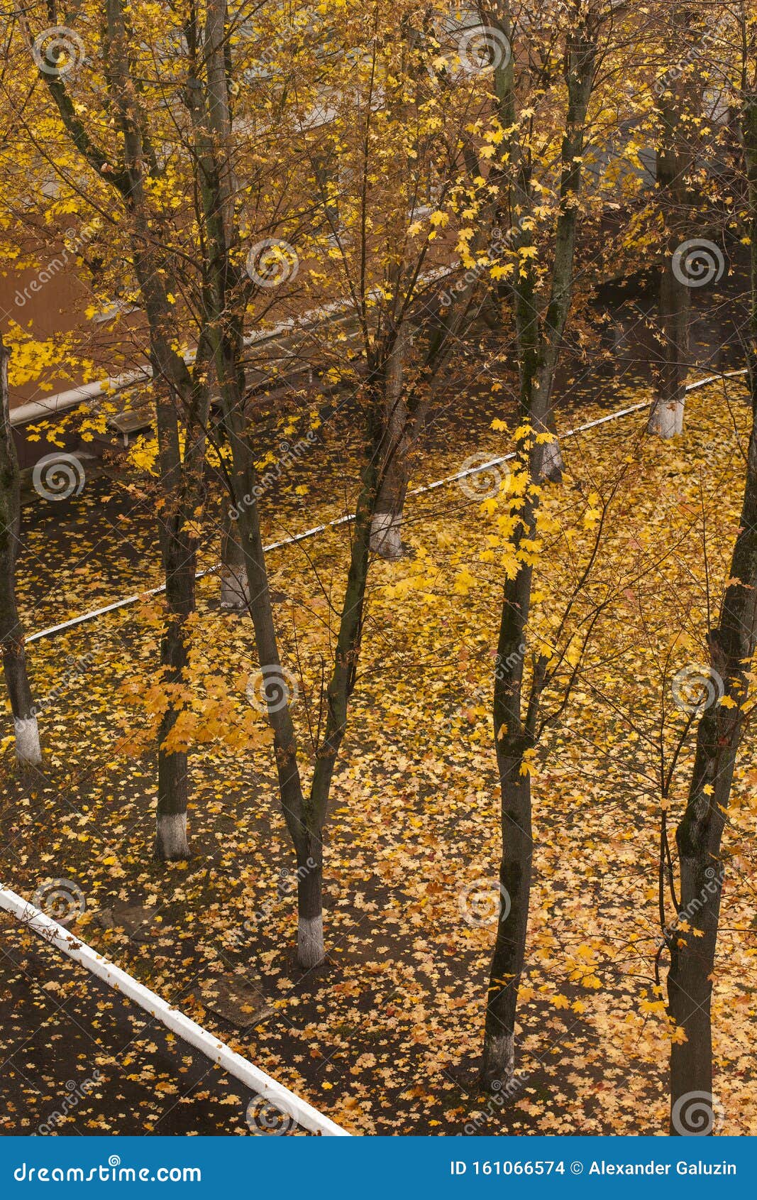 Birch trees in fall stock photo. Image of autumn, fallen - 161066574