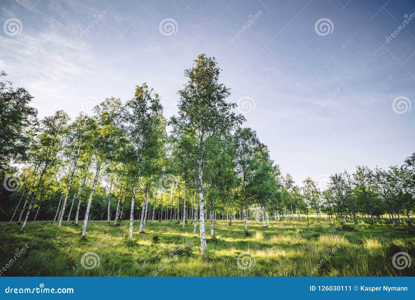 Birch Trees on a Green Field in the Spring Stock Image - Image of ...