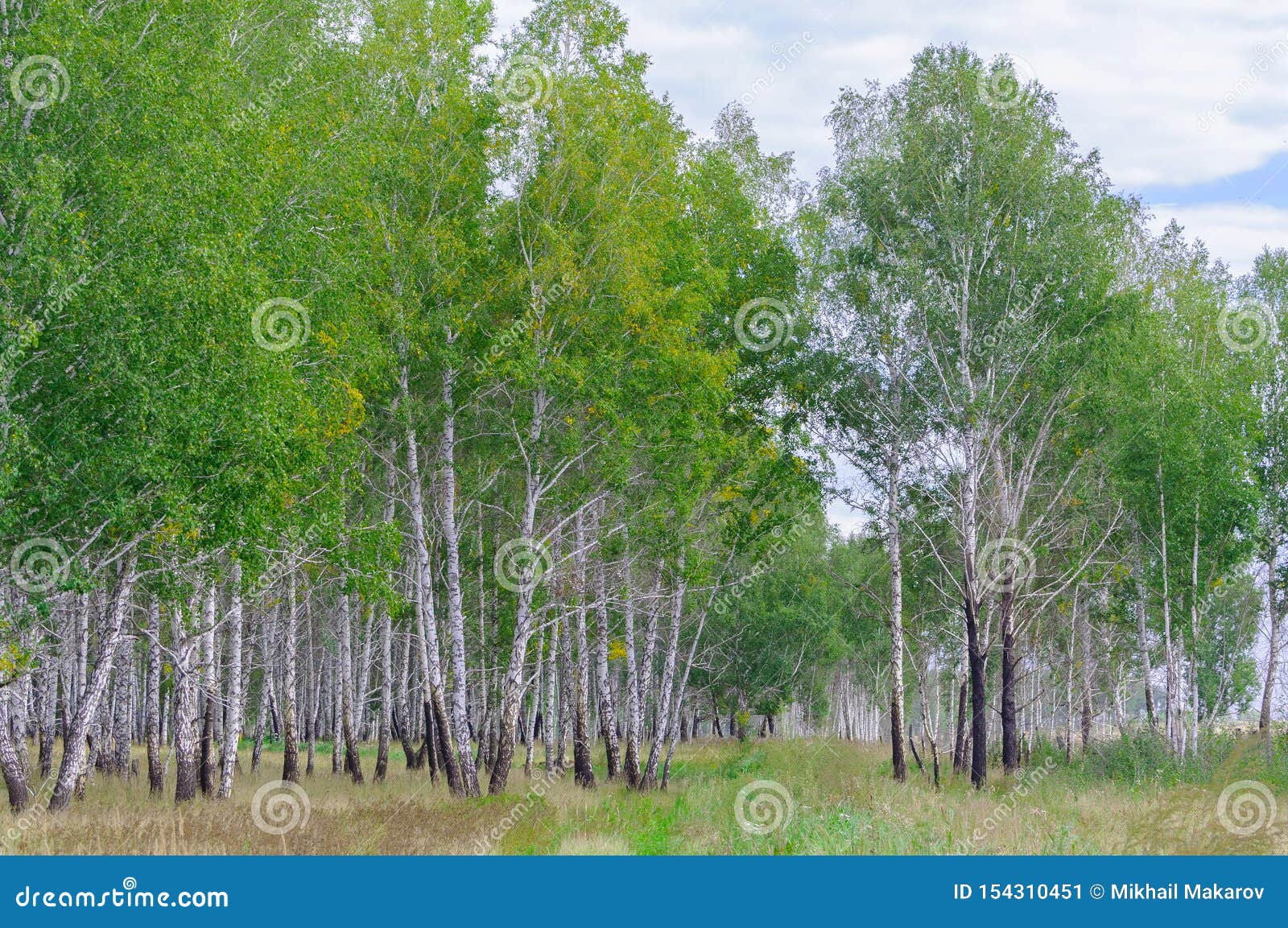 Birch trees in summer stock image. Image of forest, clouds - 154310451