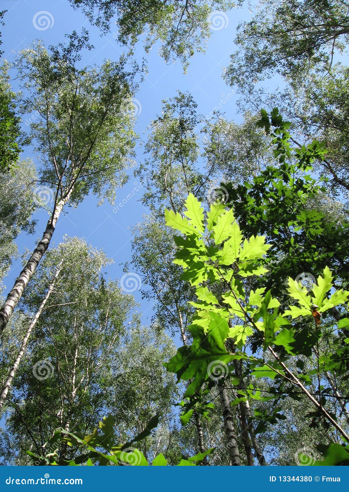 Birch Trees, Green Oak Leafs, Blue Sky, Summer Forest, Sunny ...