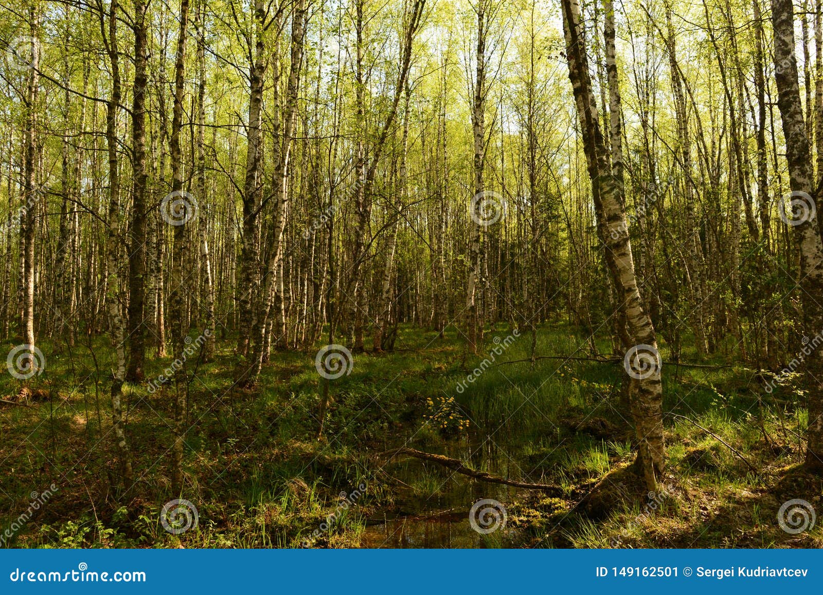 Birch Trees in Green Young Leaves in the Spring Forest in the Light of ...