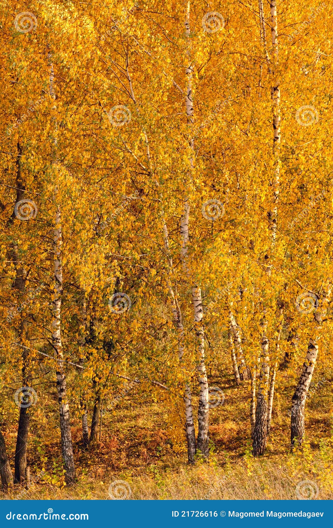 Birch trees grove stock photo. Image of birch, yellow - 21726616