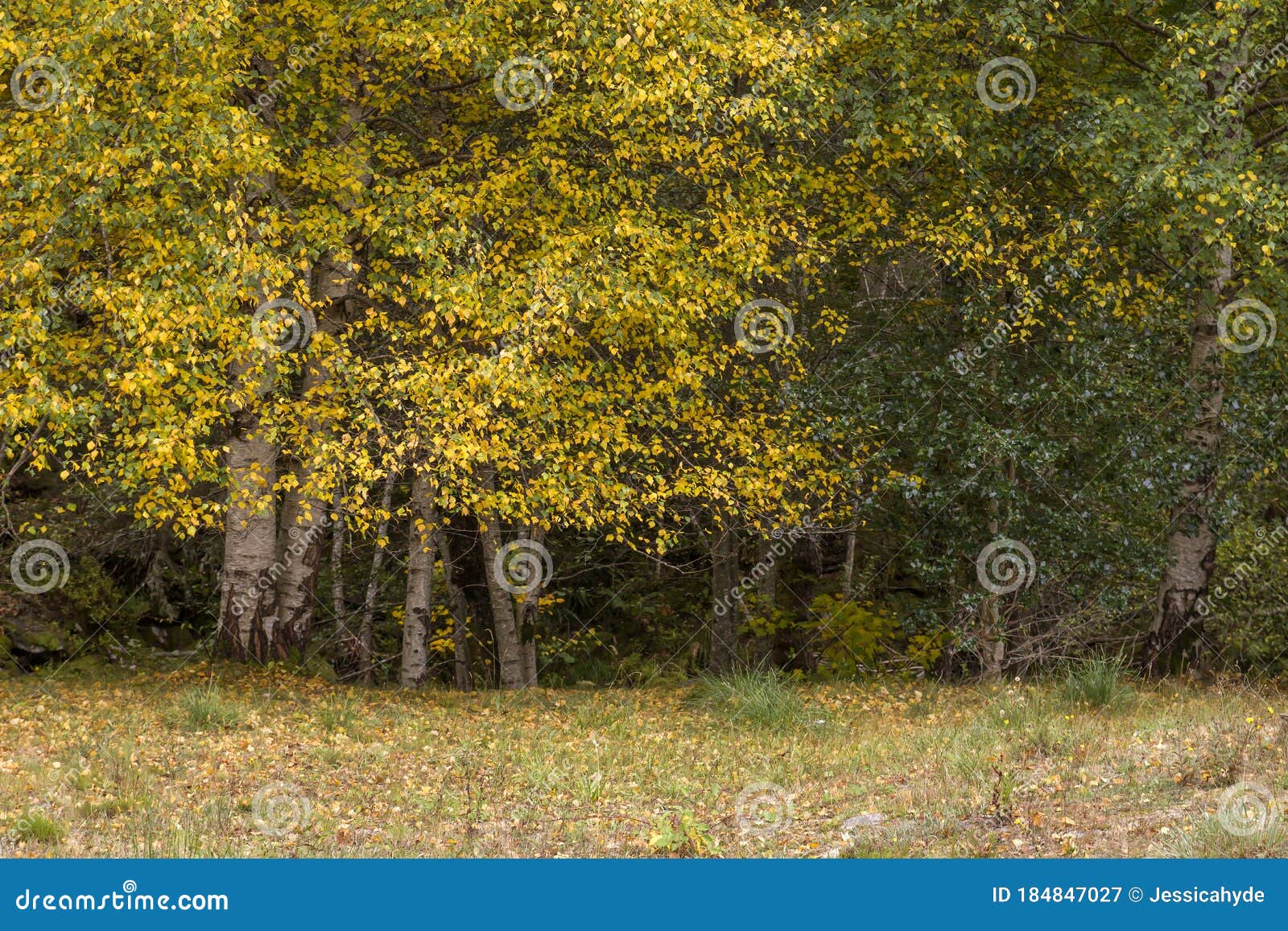 Birch Trees Grove in Autumn Stock Image - Image of falling, parkland ...
