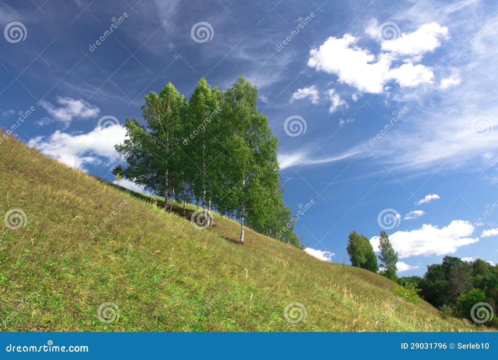 Birch Trees Growing on a Hill Stock Photo - Image of color, loftiness ...