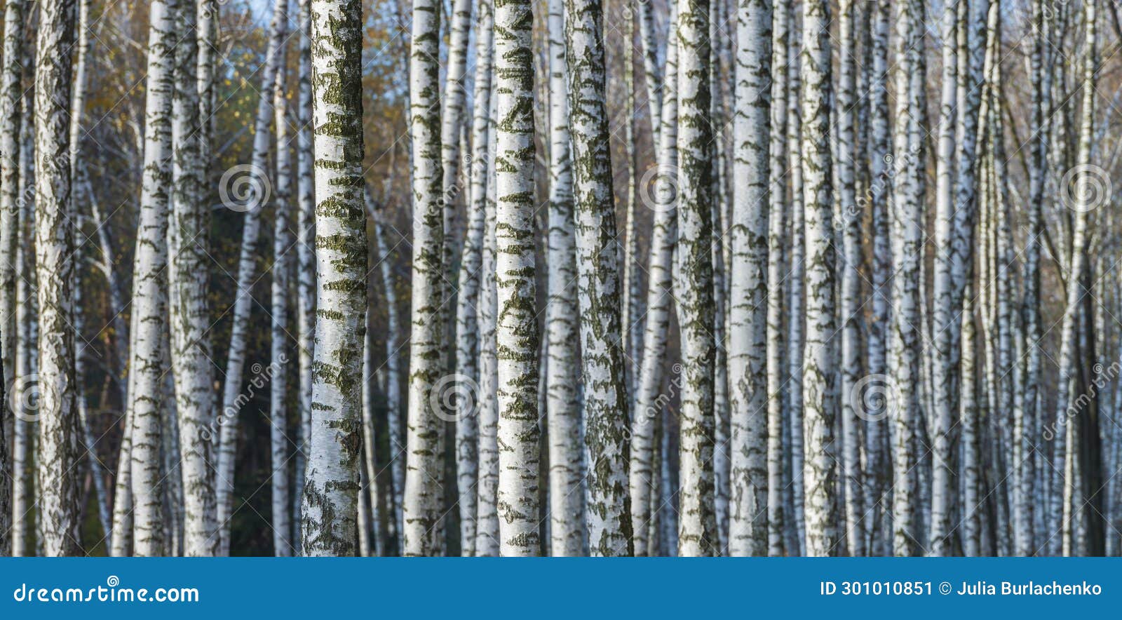 Birch trees header stock image. Image of park, branch - 301010851