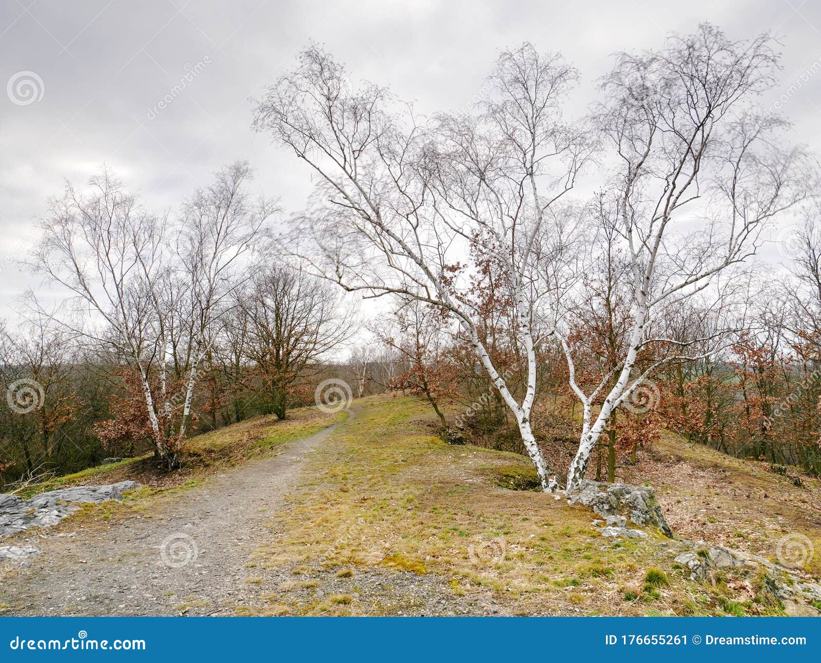 Birch Trees on a Hill in Early Spring Stock Image - Image of bark, fall ...
