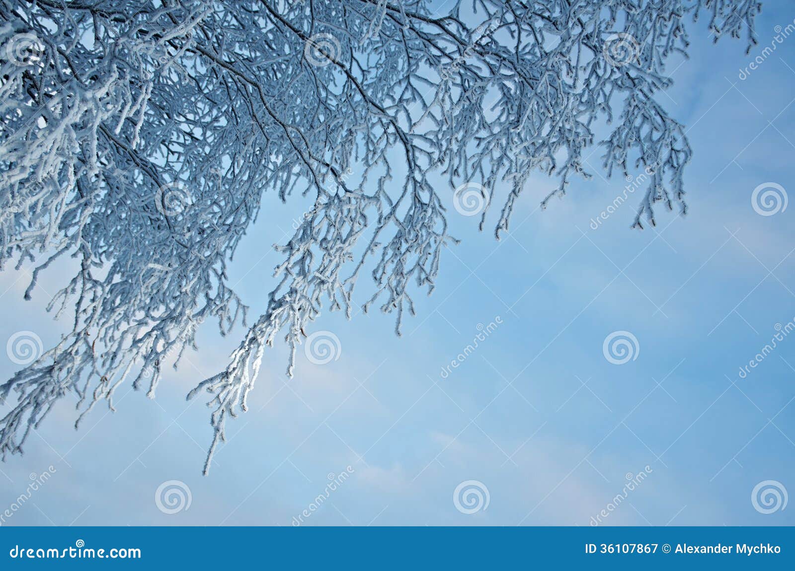 Birch Trees with Hoarfrost on the Branches Stock Image - Image of scene ...