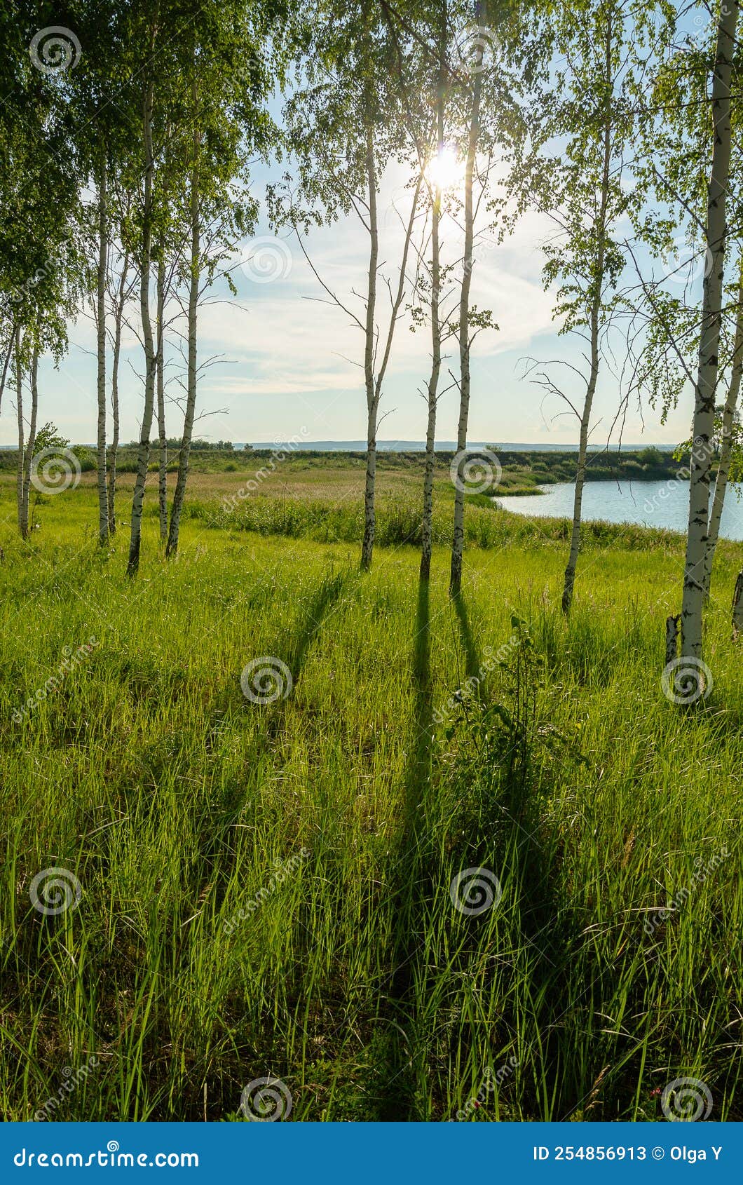 Birch Trees by the Lake in the Evening Backlight. Stock Image - Image ...