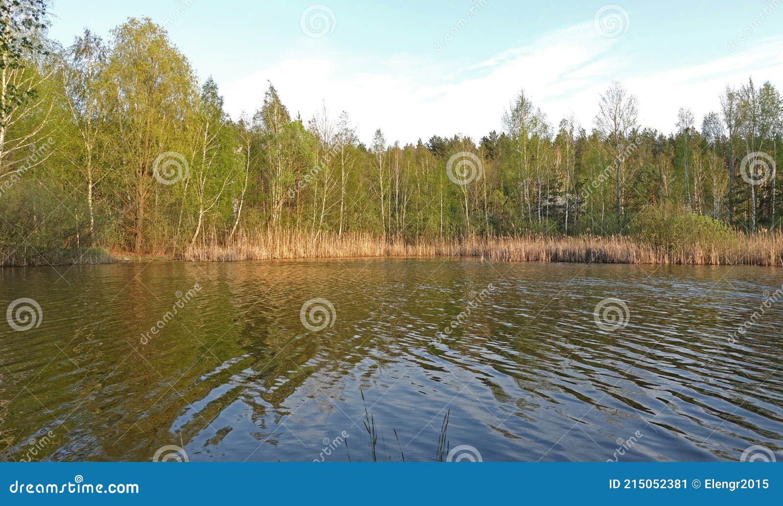 Birch Trees by the Lake on a Spring Day Stock Image - Image of beauty ...