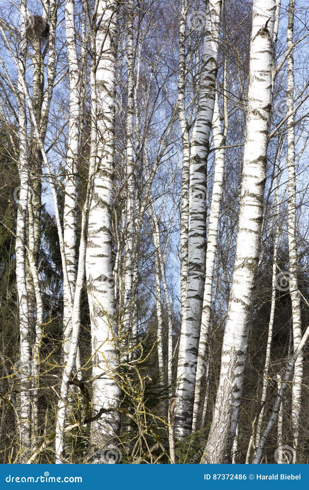 Birch trees in late winter stock photo. Image of trees - 87372486