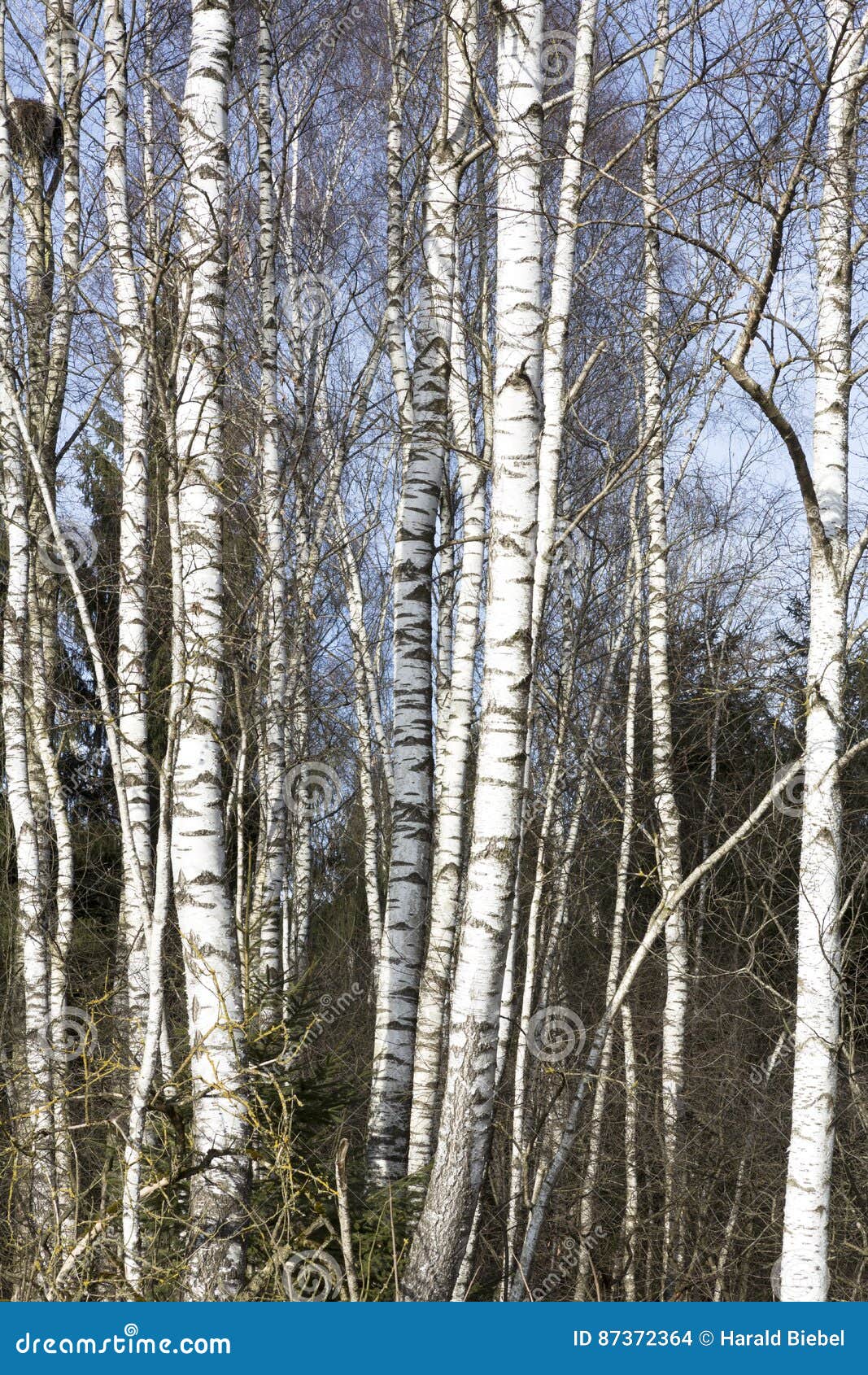 Birch trees in late winter stock photo. Image of tree - 87372364