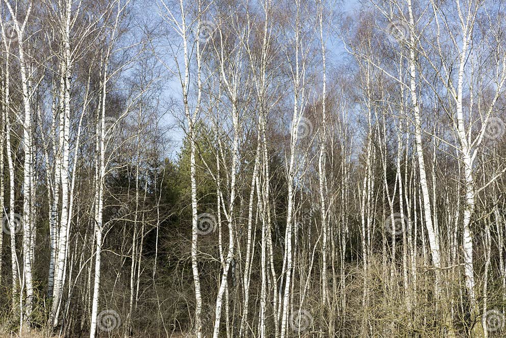 Birch trees in late winter stock image. Image of leafless - 87372925