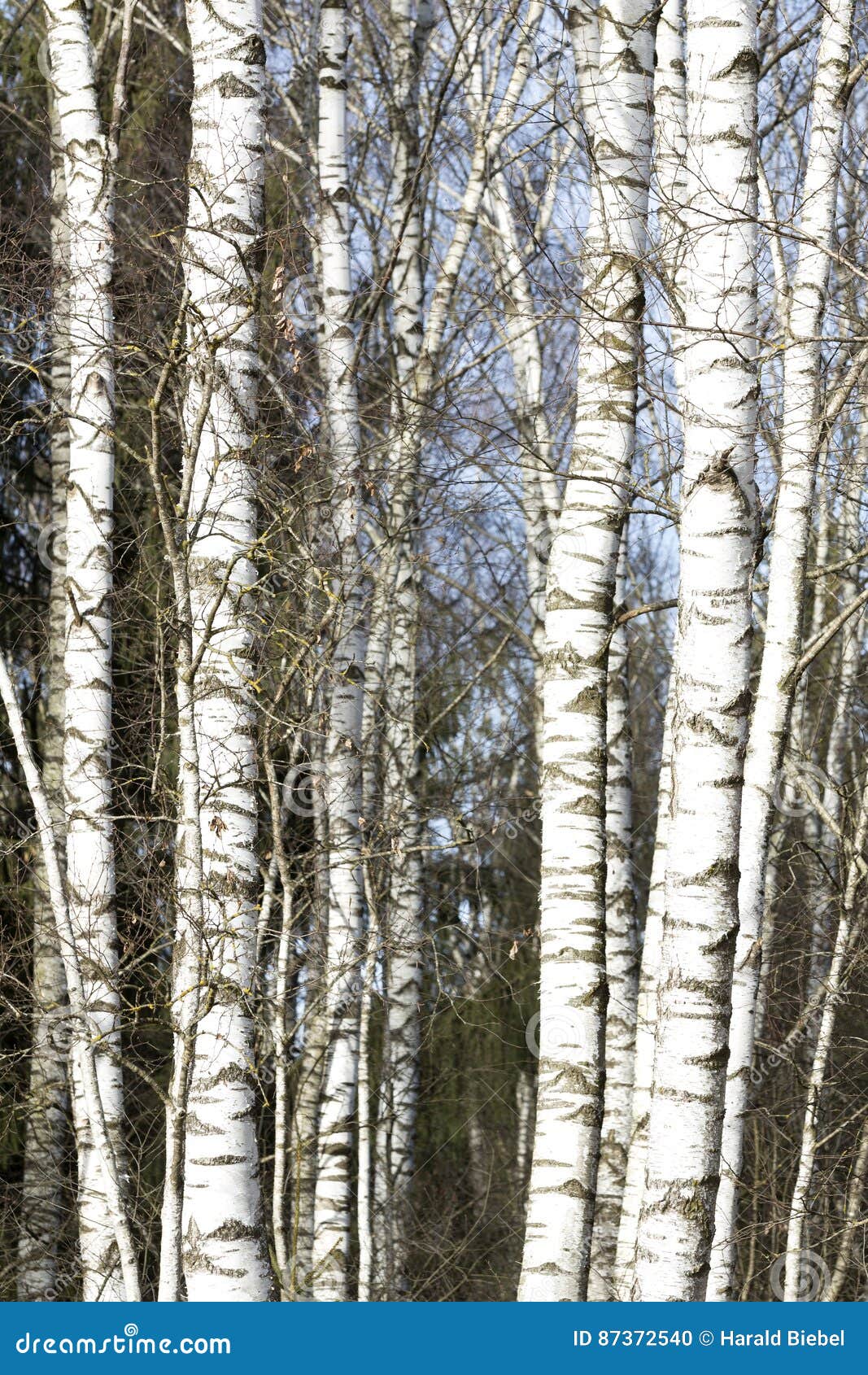 Birch trees in late winter stock photo. Image of trunk - 87372540