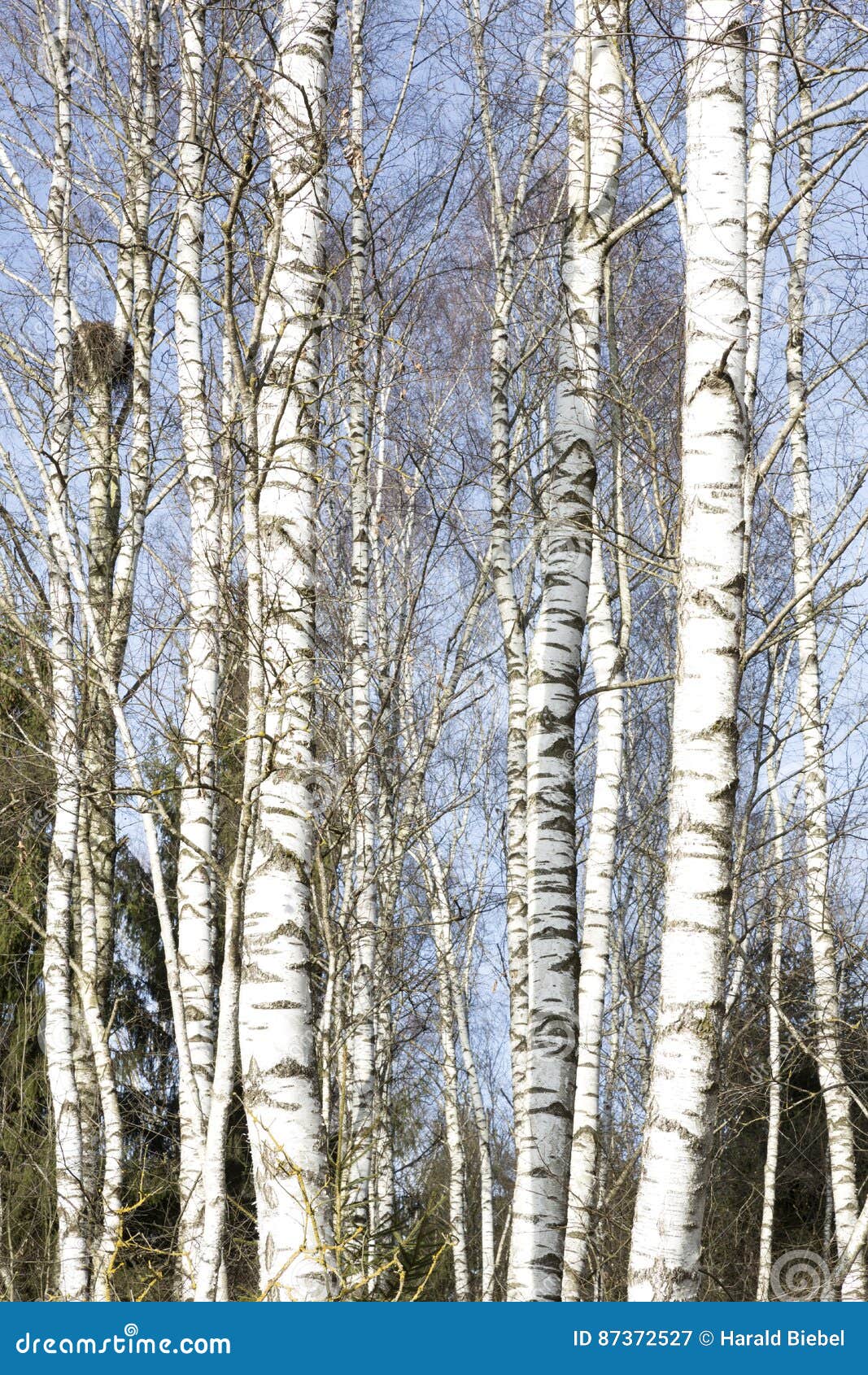 Birch trees in late winter stock image. Image of pattern - 87372527