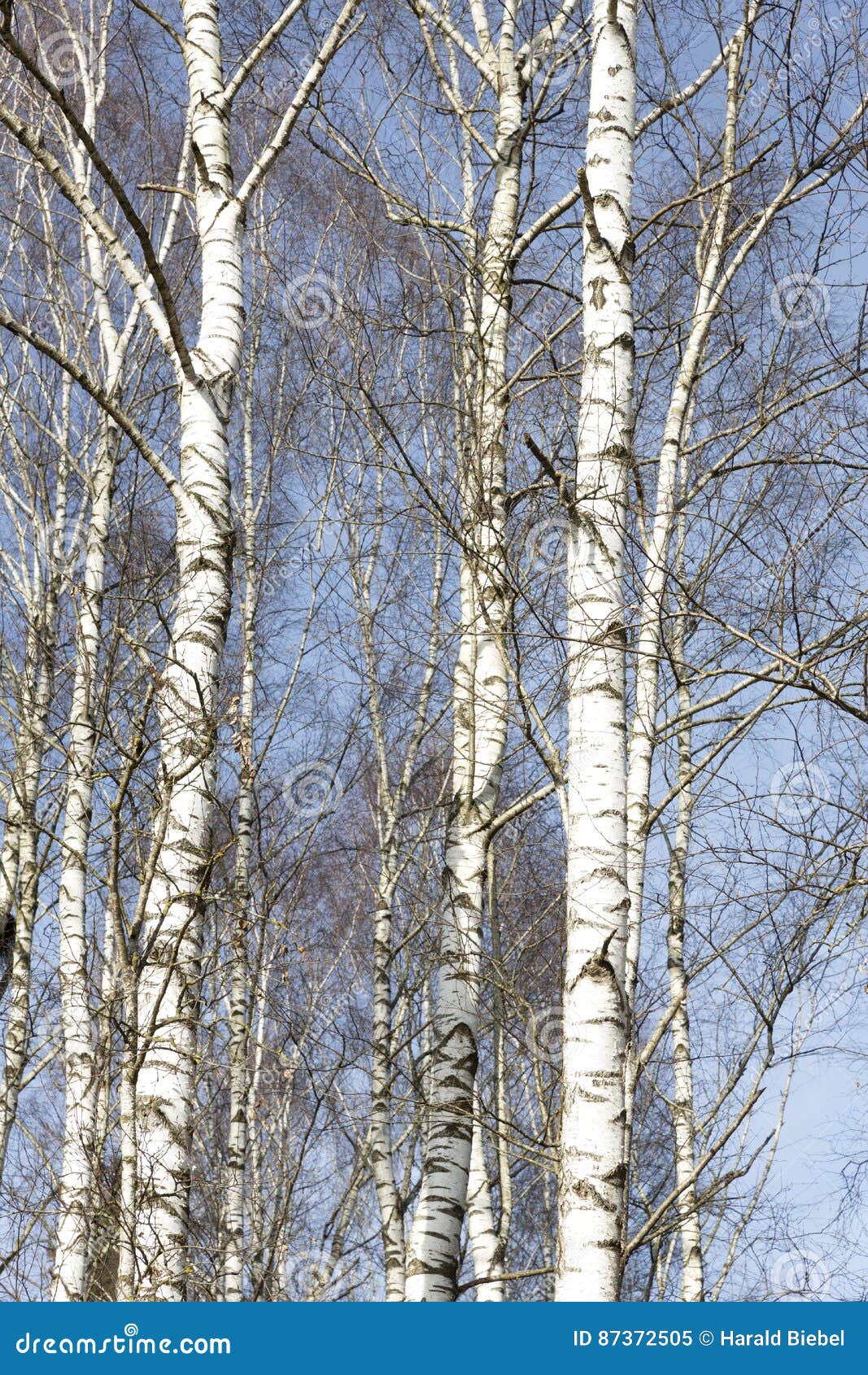 Birch trees in late winter stock image. Image of pattern - 87372505