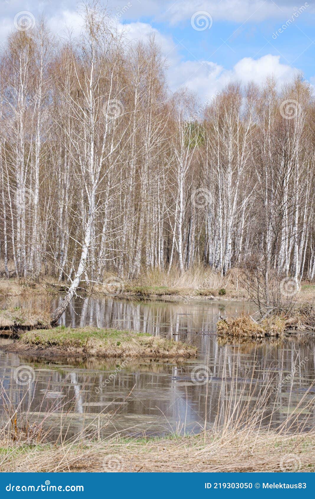 Birch Trees without Leaves in Early Spring in a Swamp Stock Photo ...