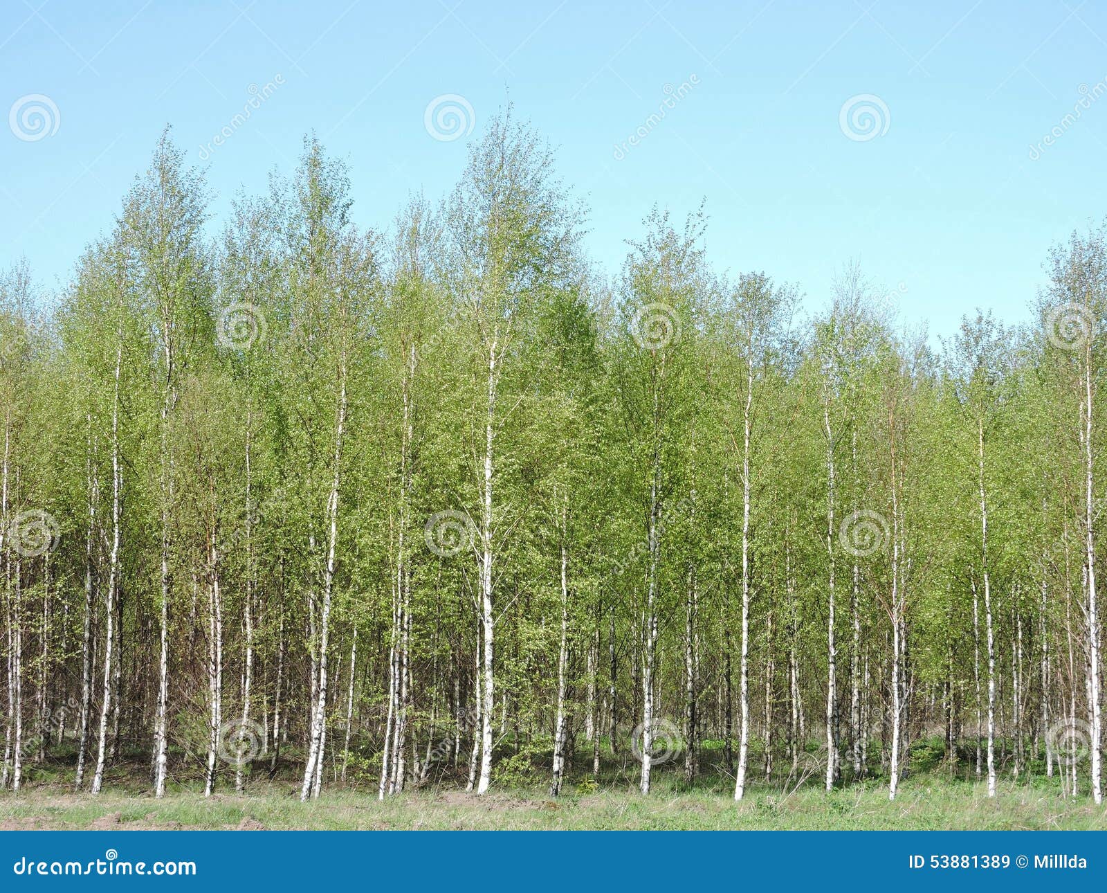 Birch trees stock image. Image of little, forest, beautiful - 53881389