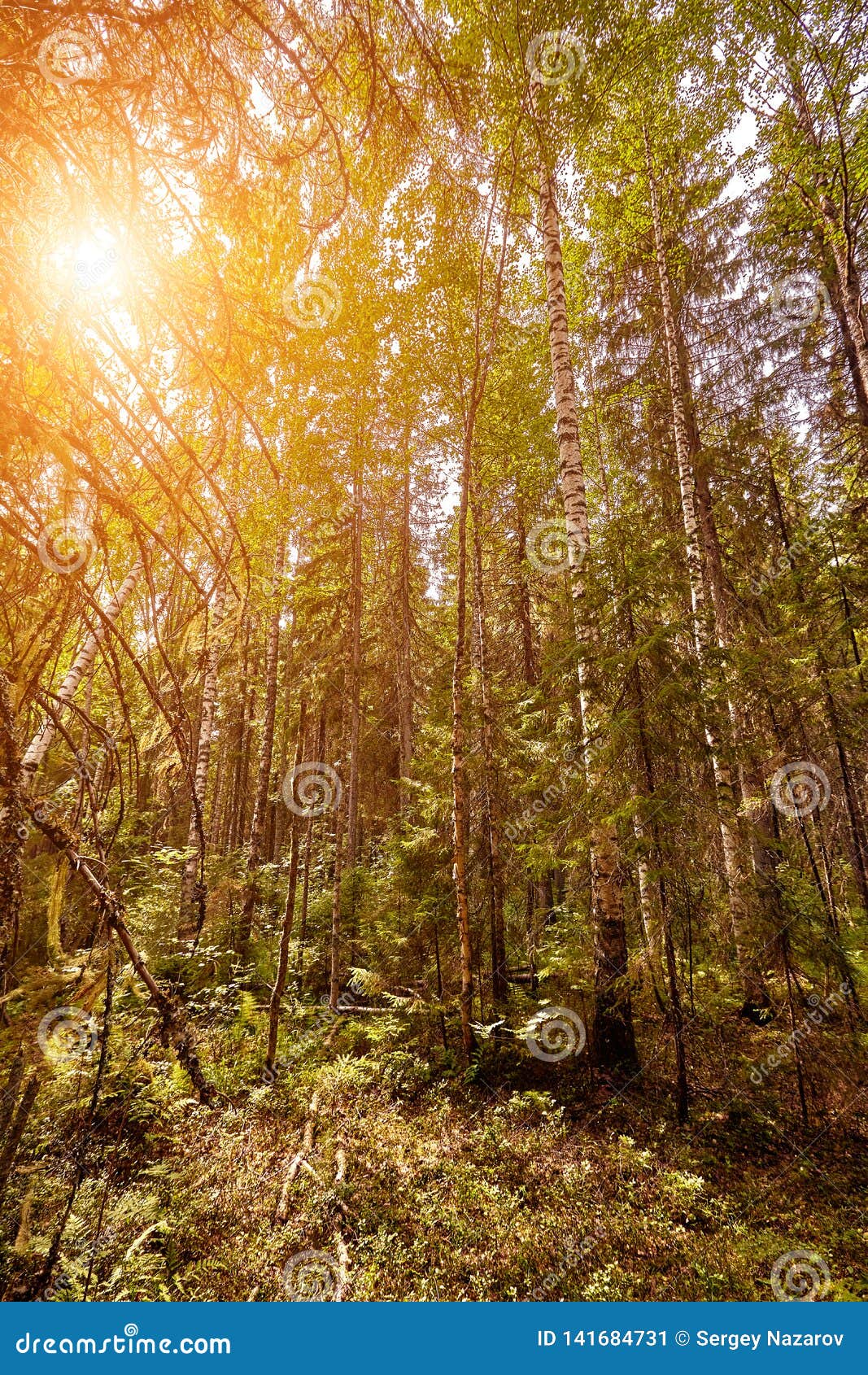 Birch Trees with Long Shadows in Summer Stock Image - Image of plant ...