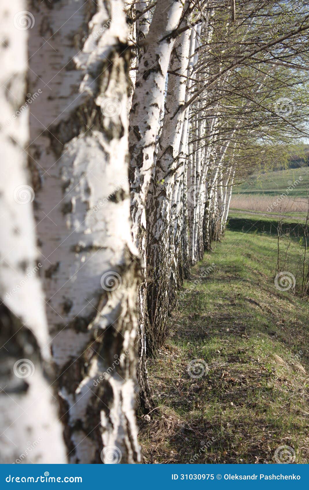 Birch trees stock image. Image of plants, tree, field - 31030975
