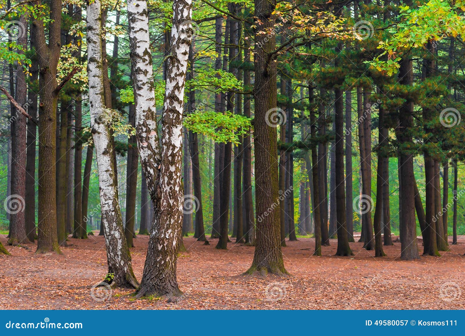 Birch Trees in a Mixed Forest Stock Image - Image of nature, coniferous ...