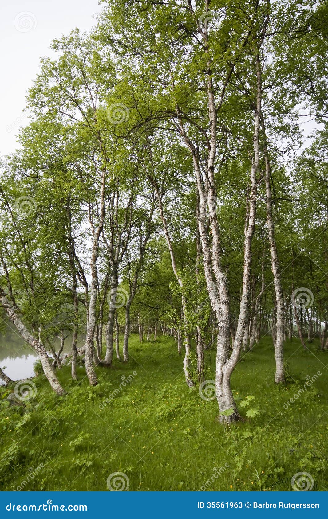 Birch trees stock image. Image of birch, nature, summer - 35561963