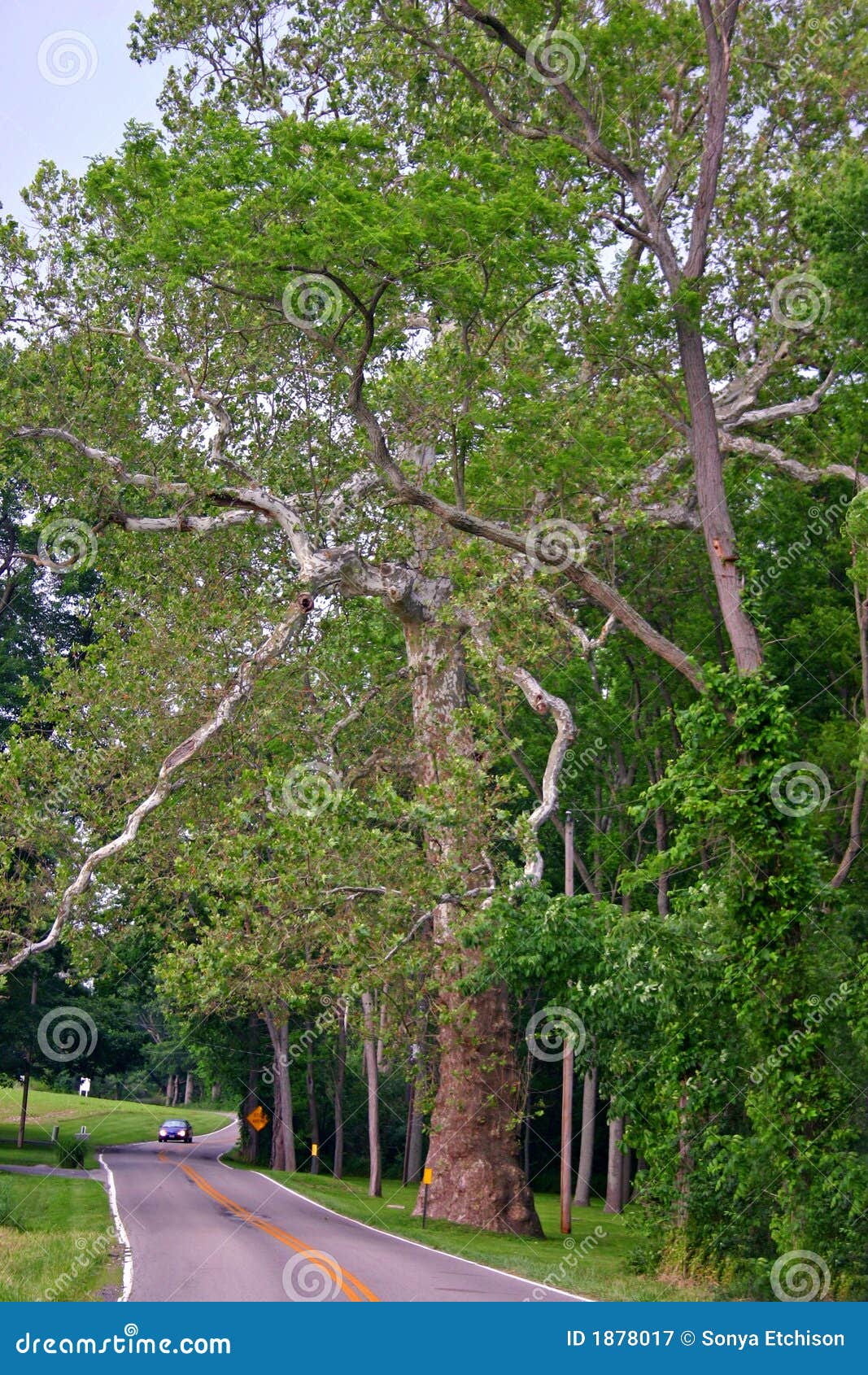 Birch Trees Overhanging the Road Stock Image - Image of roads, traffic ...