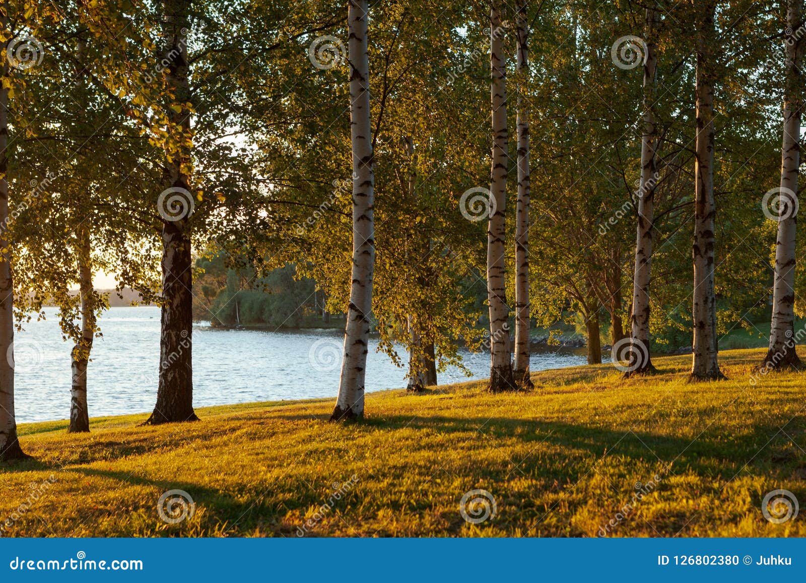 Birch Trees at Park and Beautiful Sunset Light Stock Photo - Image of ...