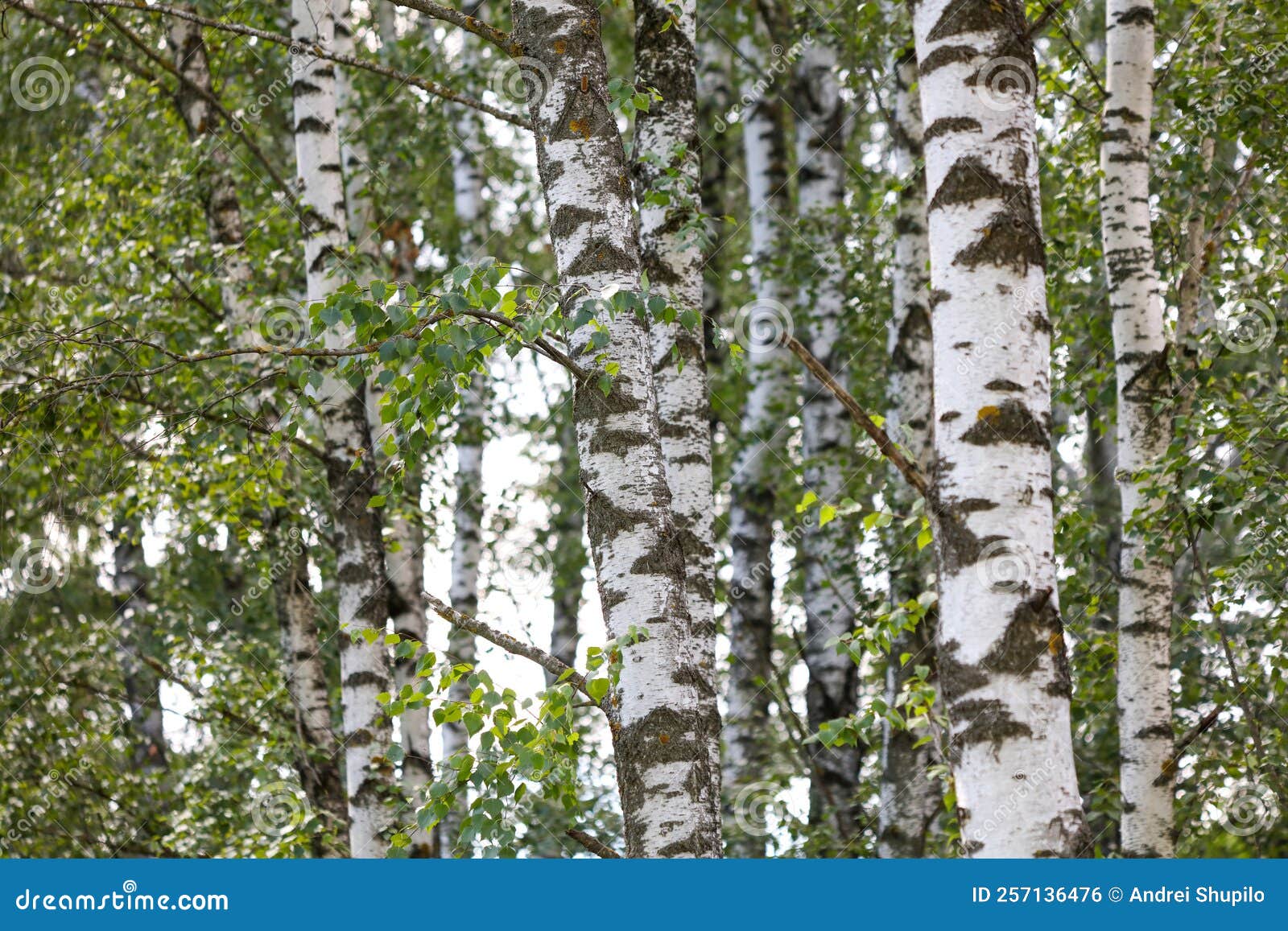 Birch Trees in the Park in Summer. Stock Photo - Image of lush, light ...