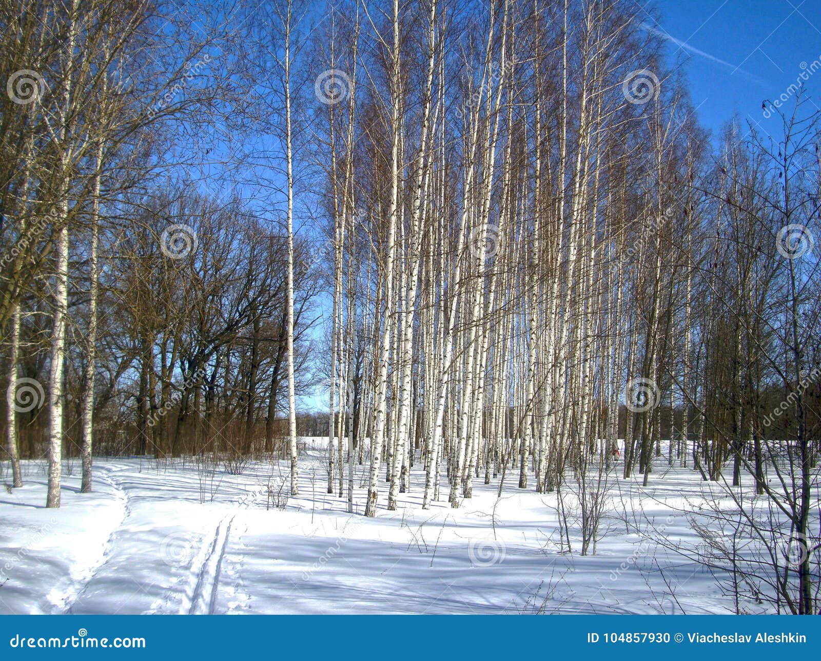 Birch trees in the park stock photo. Image of tranquil - 104857930