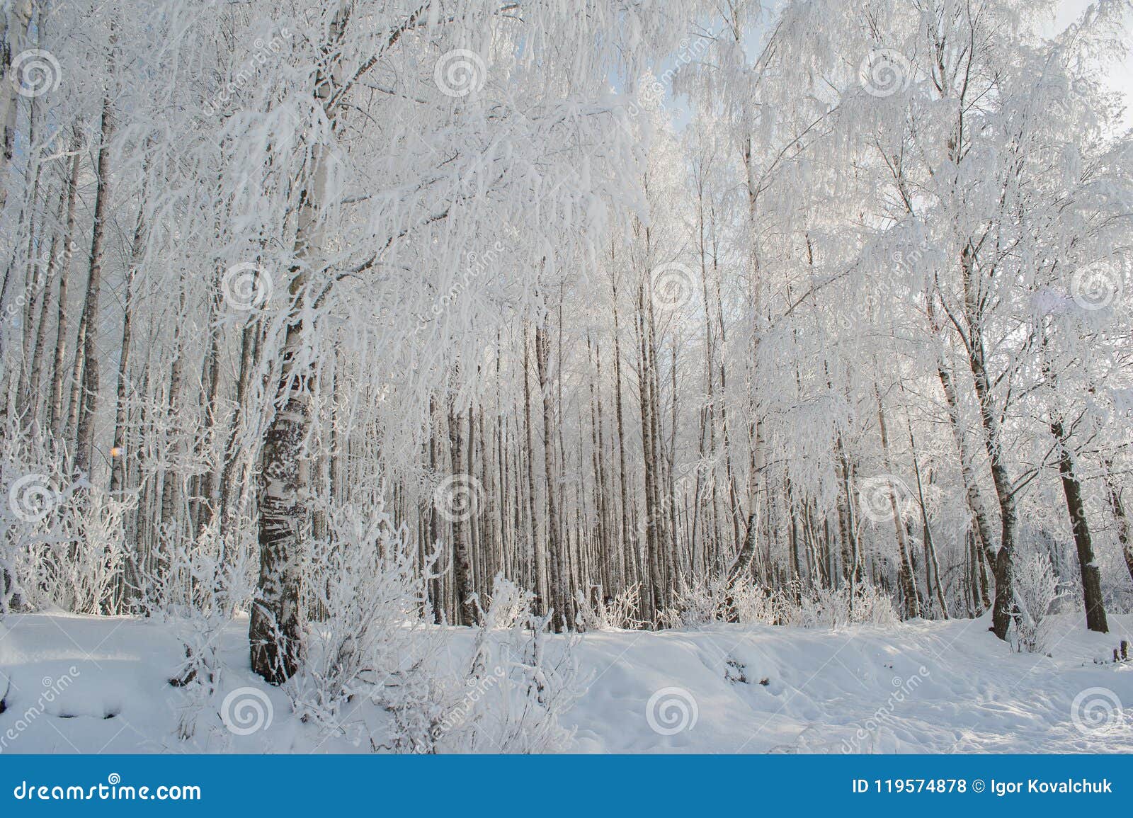 Birch trees park stock photo. Image of morning, clear - 119574878 Birch trees park stock photo. Image of morning, clear - 119574878