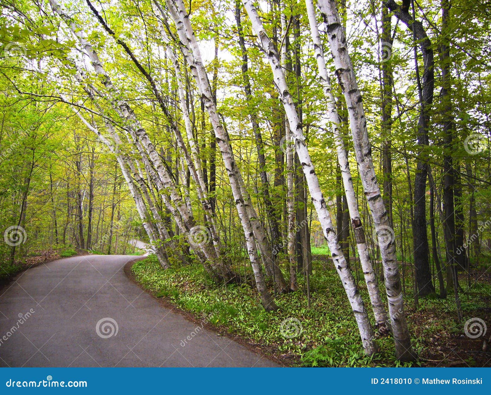 Birch trees on a path stock photo. Image of green, trees - 2418010