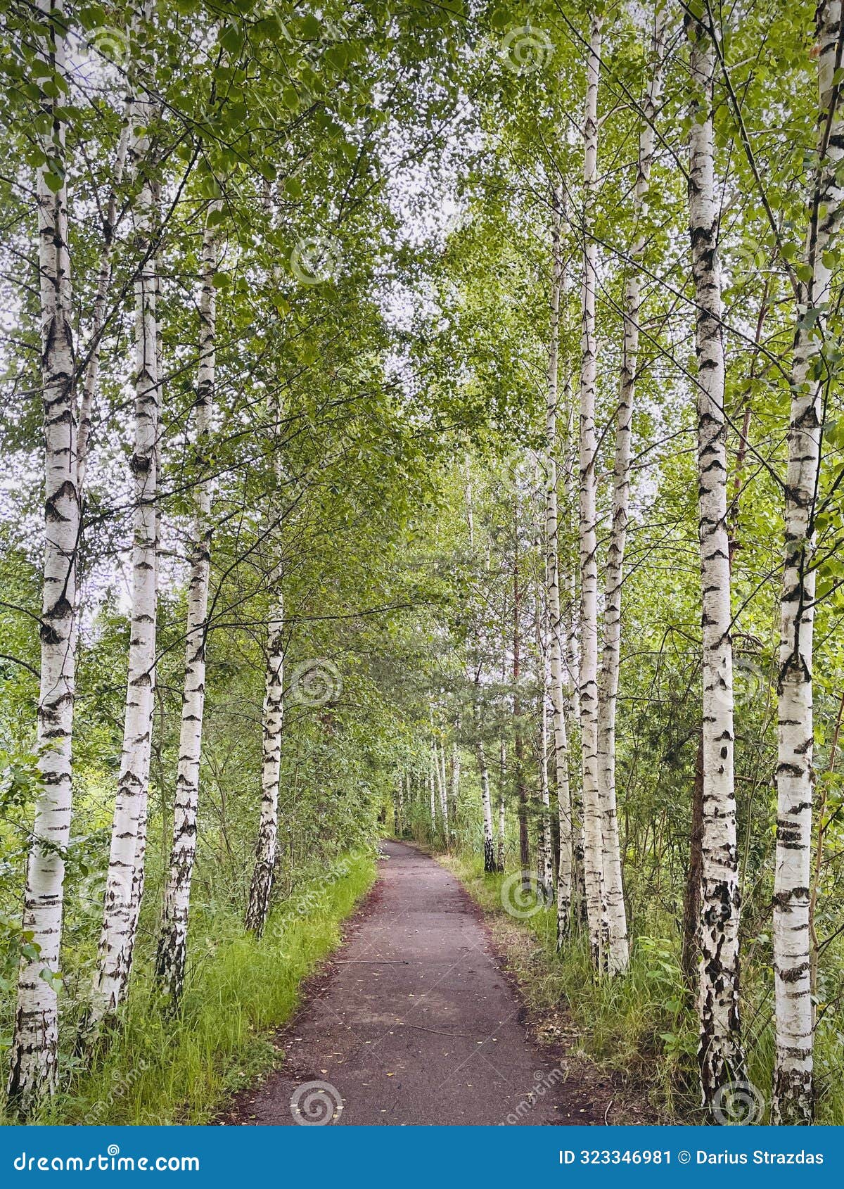 Birch trees and path stock image. Image of forests, summer - 323346981