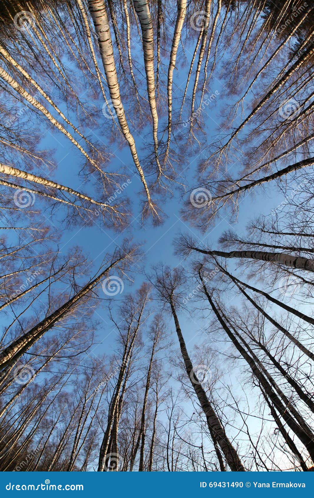 Birch Trees Photographed from Below, Early Spring Stock Photo - Image ...