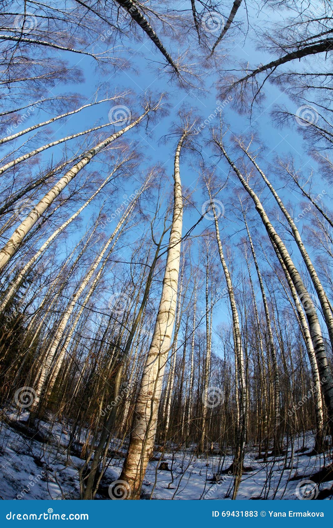 Birch Trees Photographed from Below, Early Spring Stock Image - Image ...