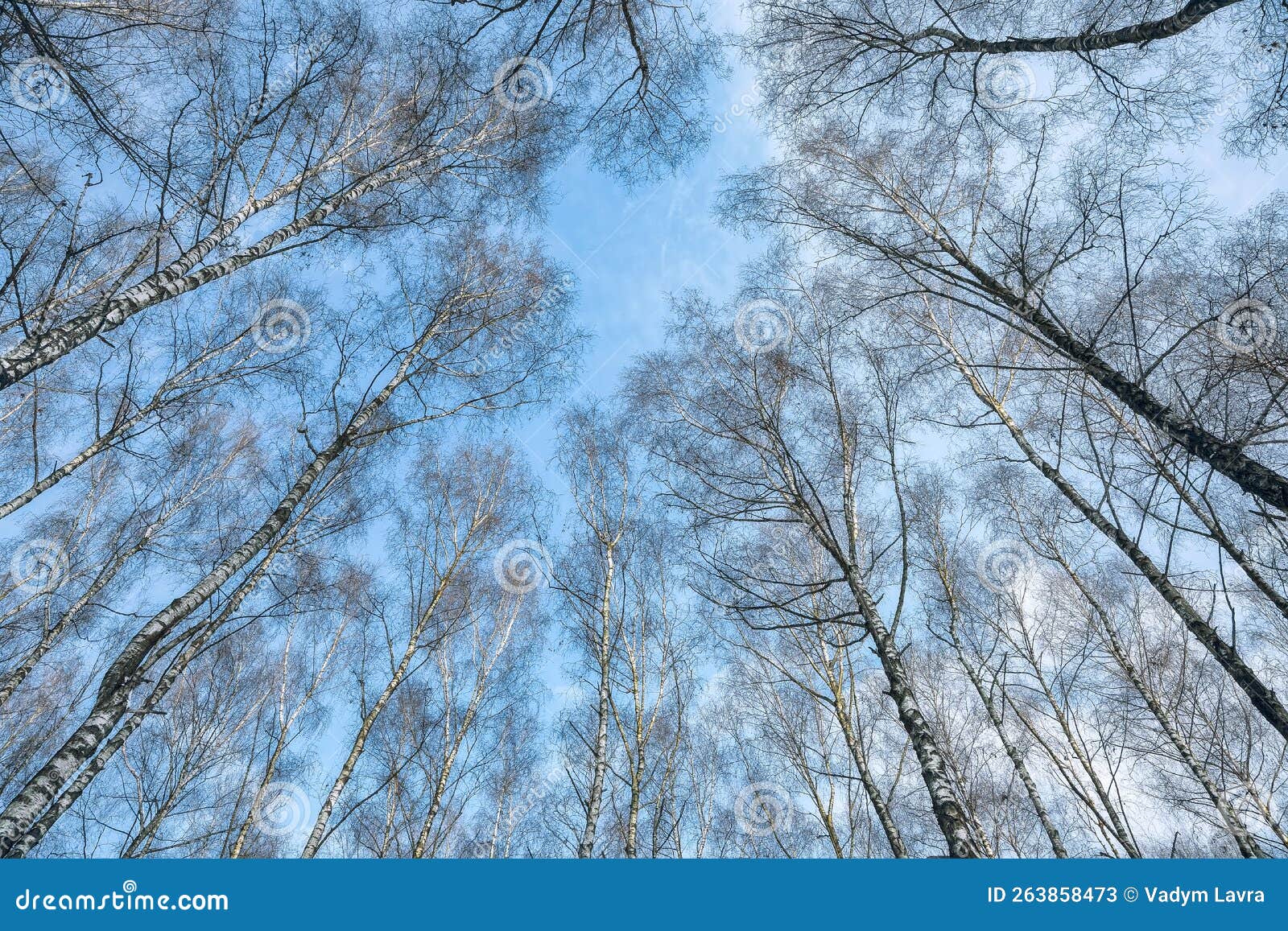 Birch Trees in Rime on a Clear Winter Day Stock Image - Image of ...